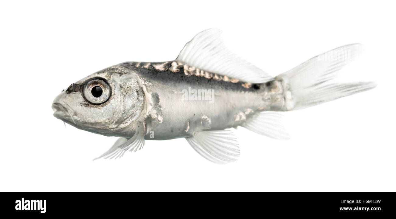 Real Koi Fish Side View