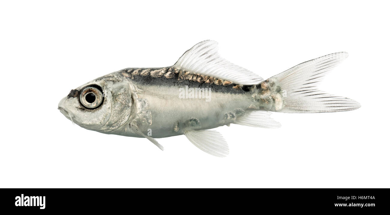 Side view of a grey koi isolated on white Stock Photo - Alamy