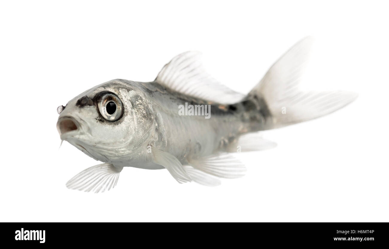 grey koi swimming mouth open isolated on white Stock Photo - Alamy