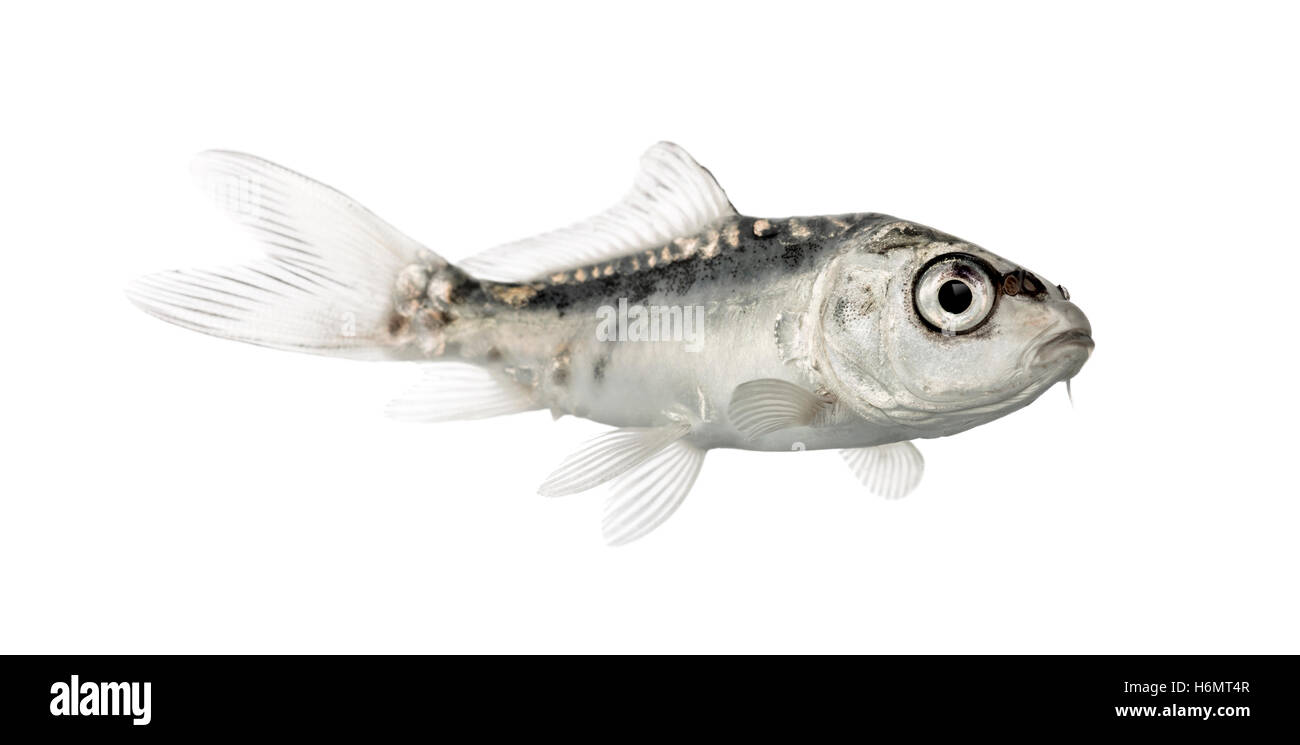 Side view of a grey koi isolated on white Stock Photo - Alamy
