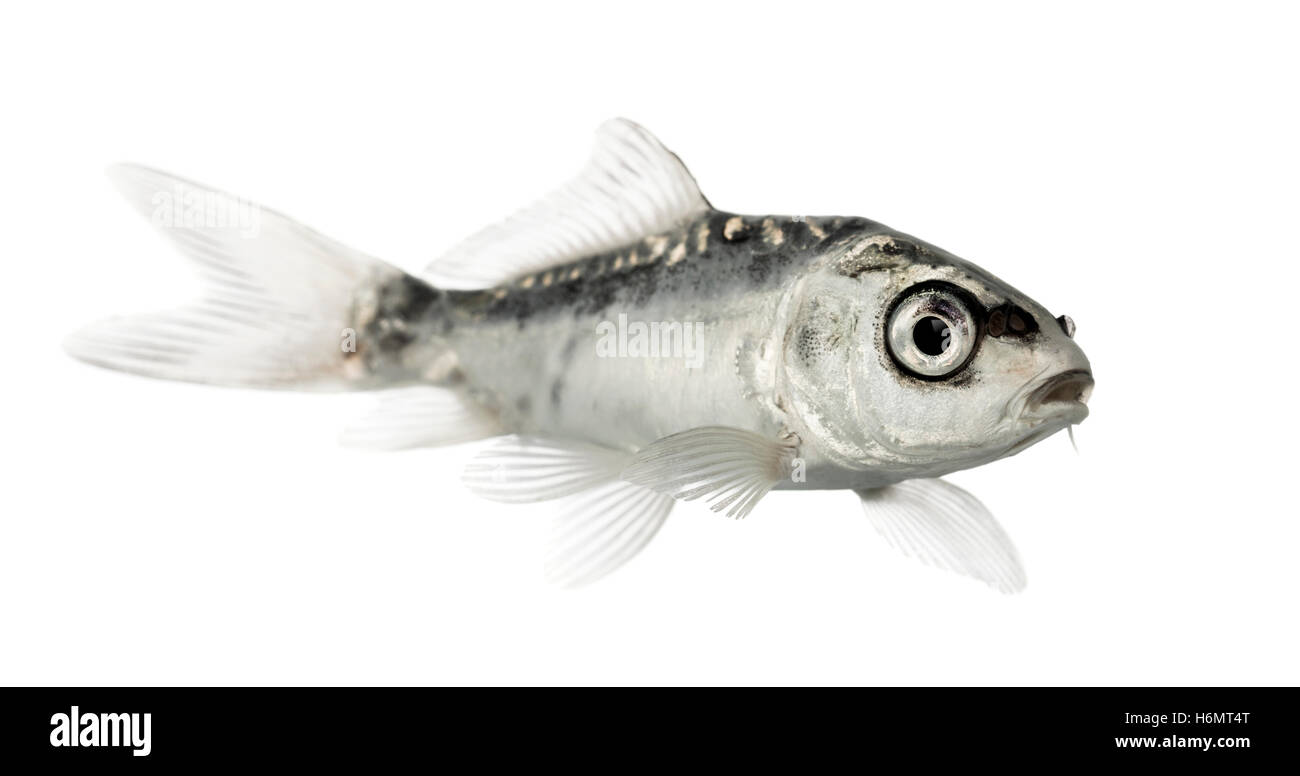 Side view of a grey koi isolated on white Stock Photo - Alamy