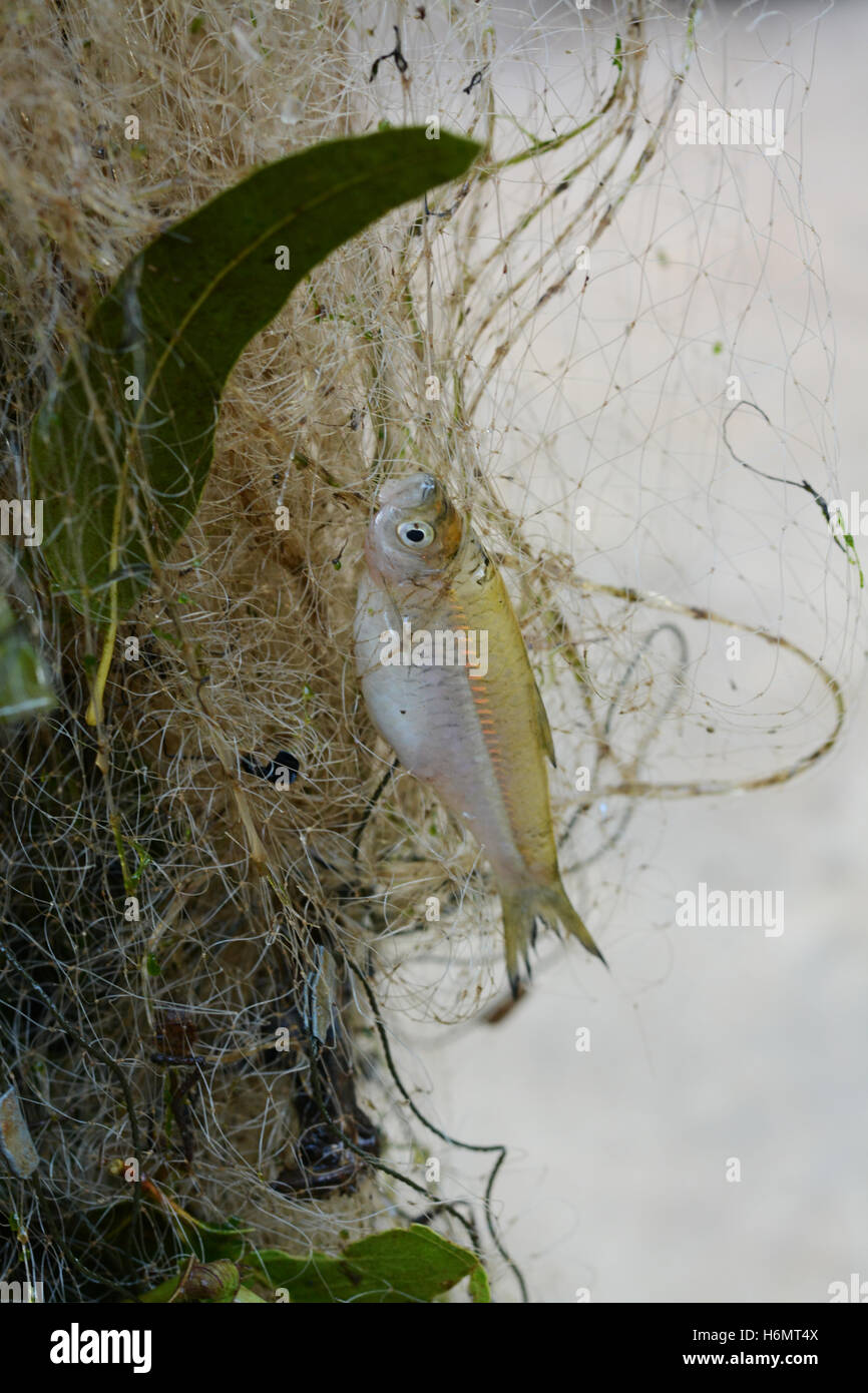 Mesh fish traps Stock Photo - Alamy