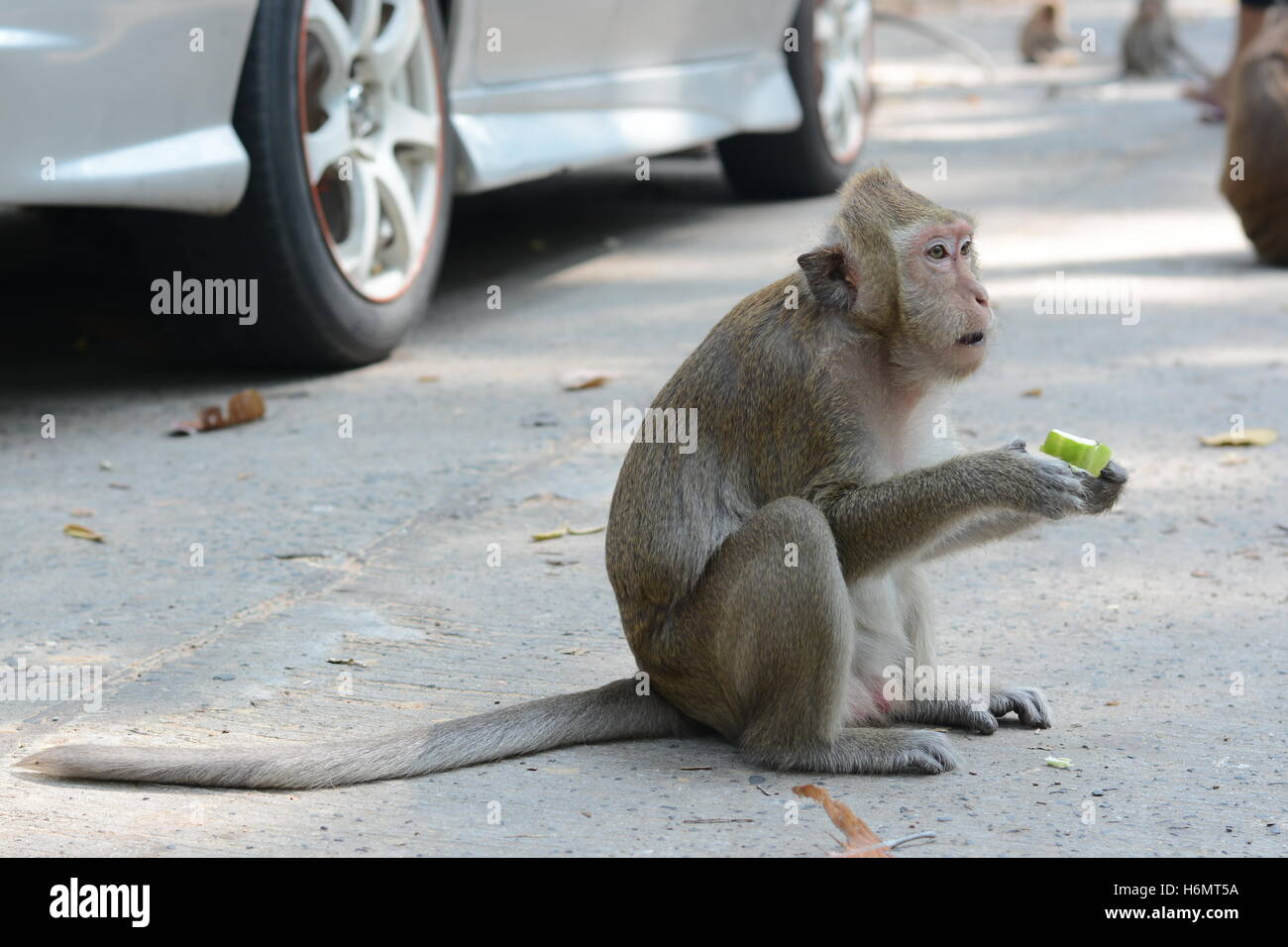 feeding a monkeys Stock Photo - Alamy