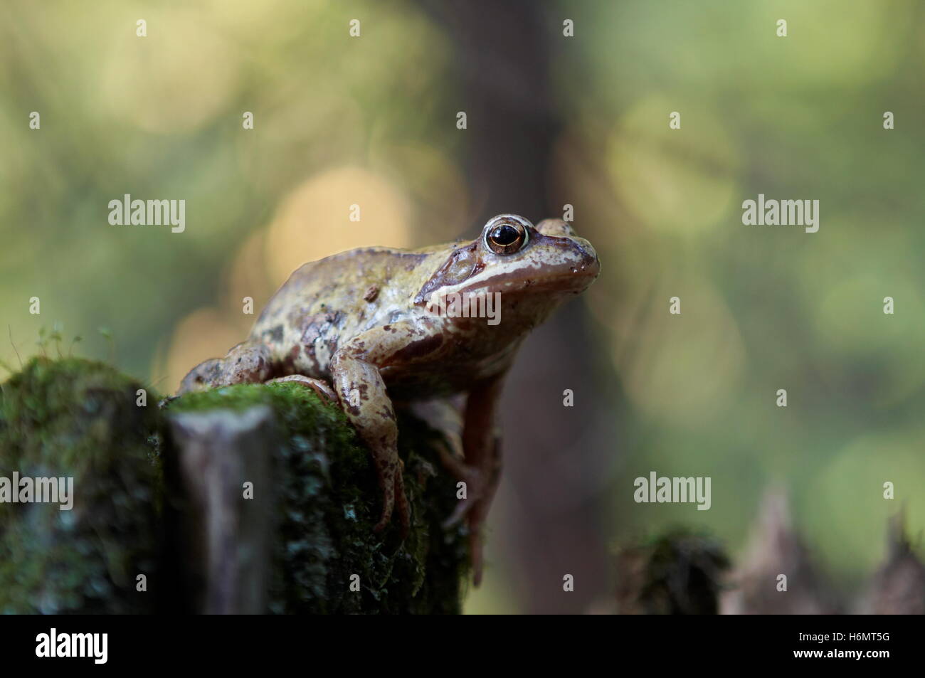 Toad at the stump Stock Photo - Alamy