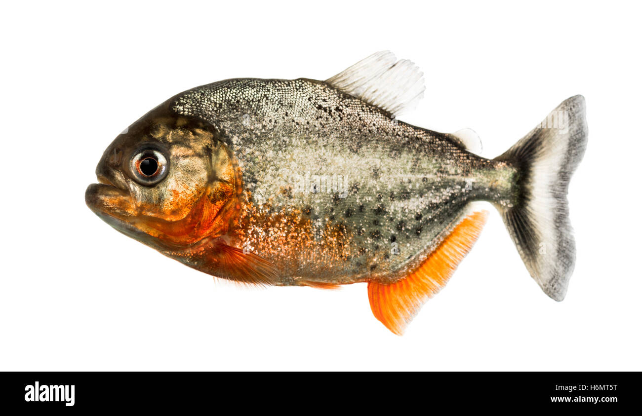 Pirahna hi-res stock photography and images - Alamy