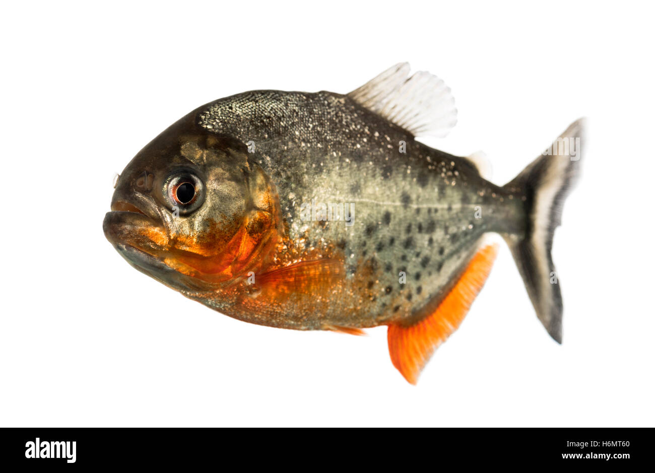 Side view of a red pirahna isolated on white Stock Photo - Alamy