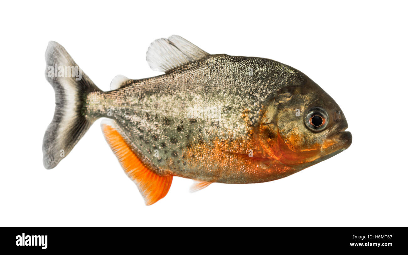 Red piranha pygocentrus nattereri Cut Out Stock Images & Pictures - Alamy