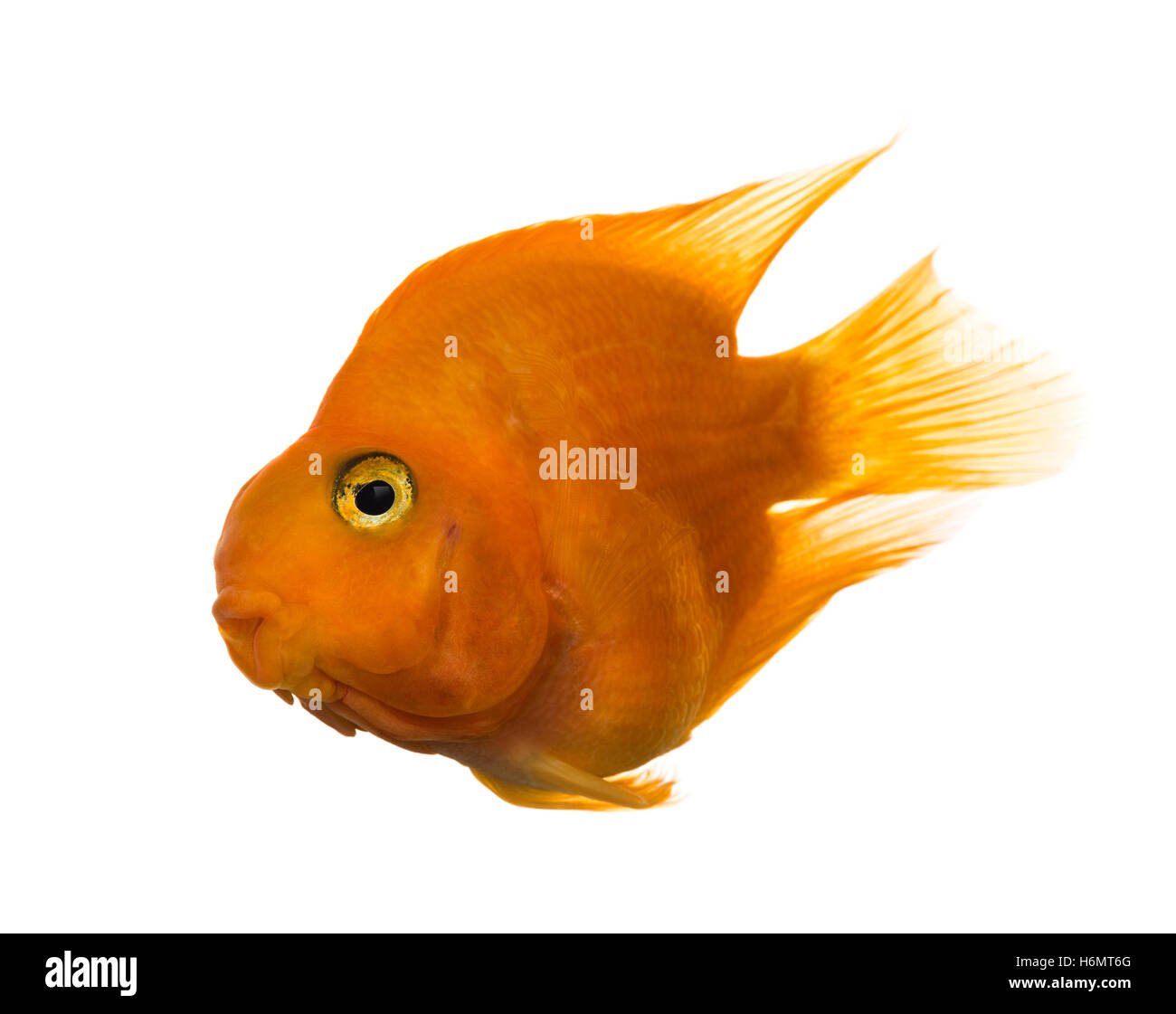 Parrotfish eye Cut Out Stock Images & Pictures - Alamy