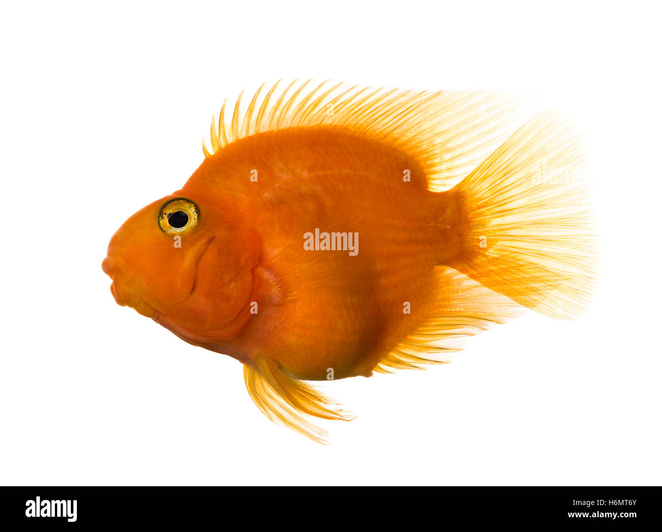 Side view of a parrotfish isolated on white Stock Photo - Alamy