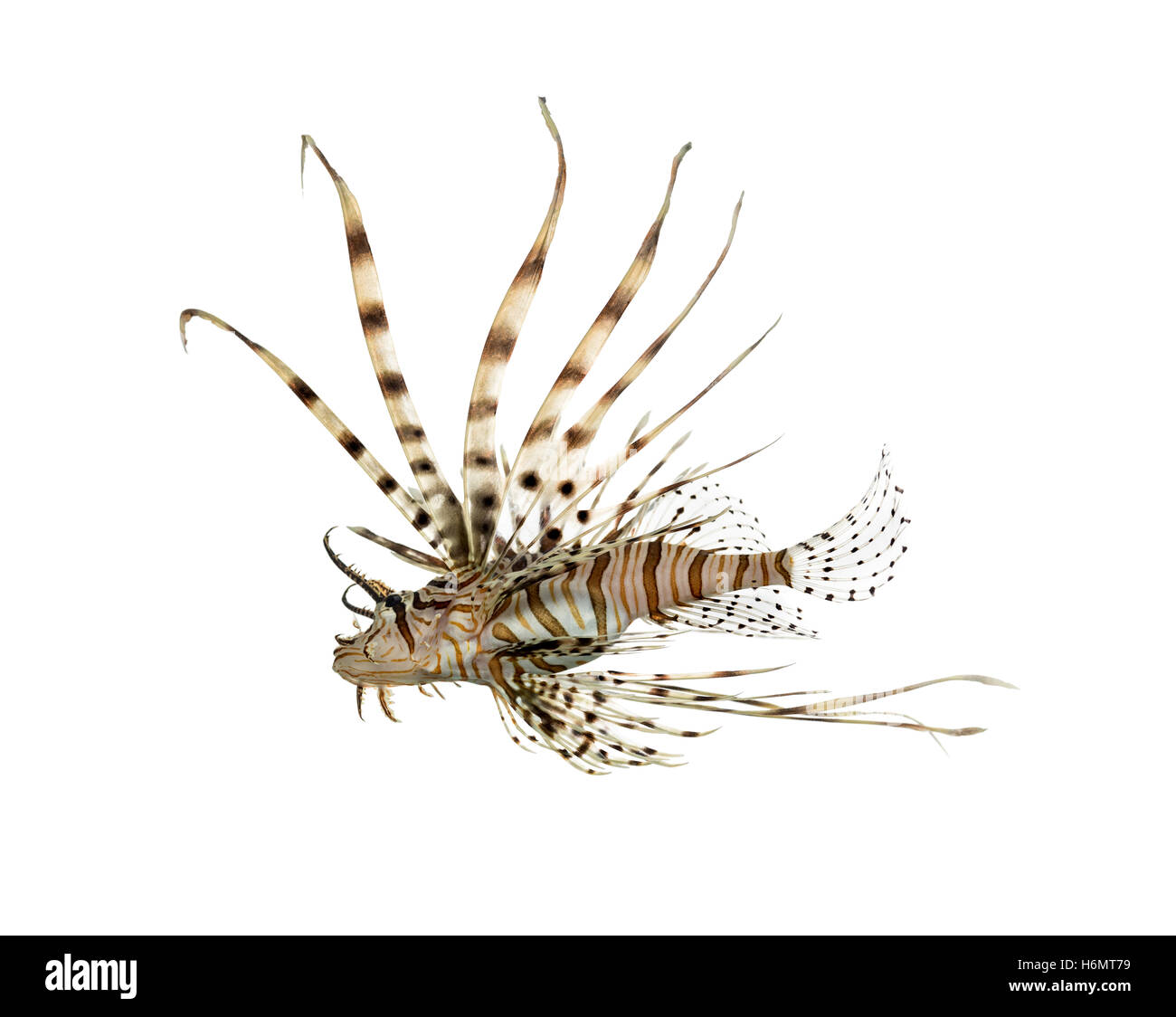 Water view from red Cut Out Stock Images & Pictures - Alamy