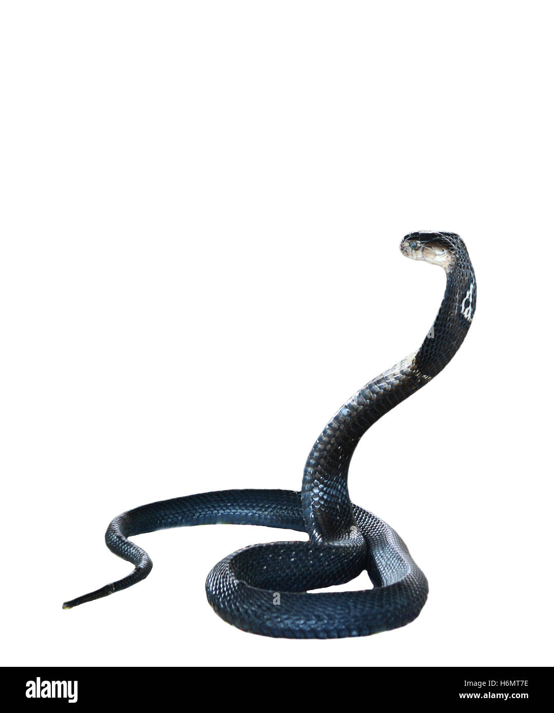 Cobra snake isolated Stock Photo - Alamy