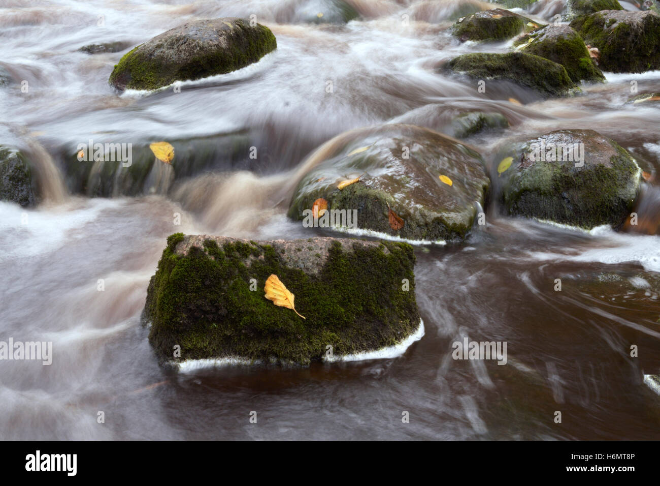 Stream transparent water in river hi-res stock photography and images ...