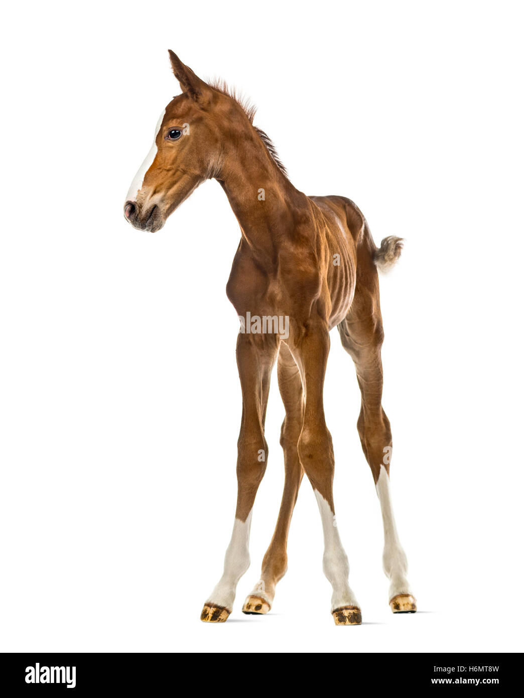 Foal looking Cut Out Stock Images & Pictures - Alamy