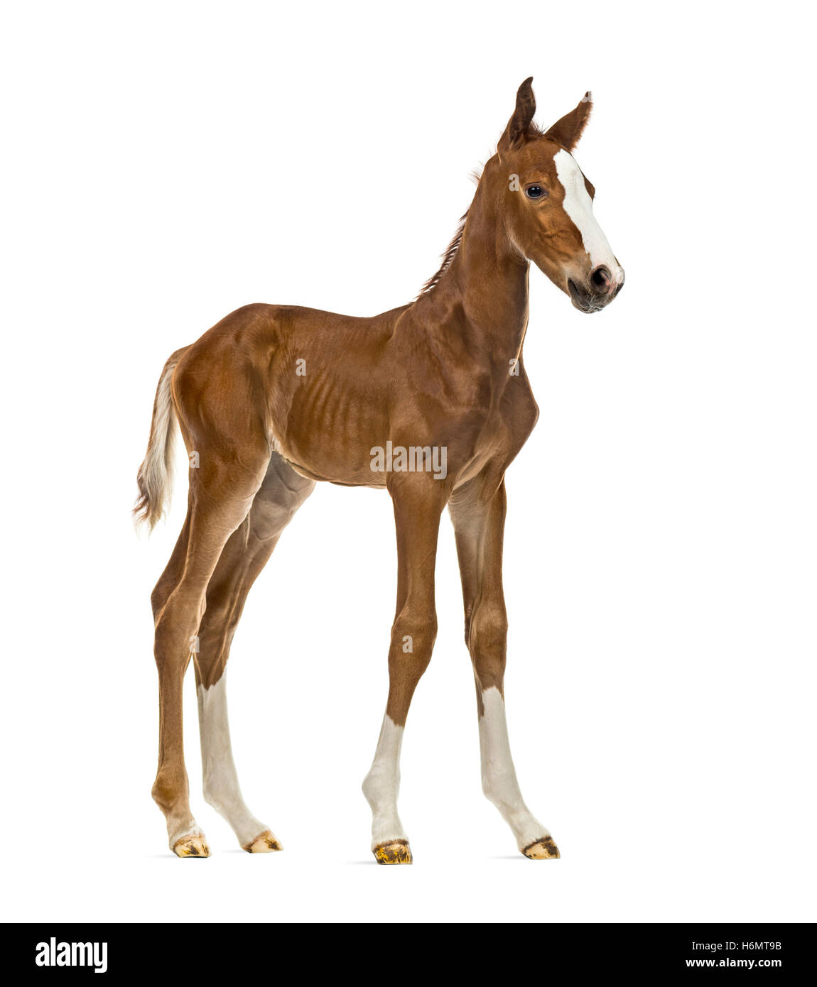 Side profile of a horse Cut Out Stock Images & Pictures - Alamy