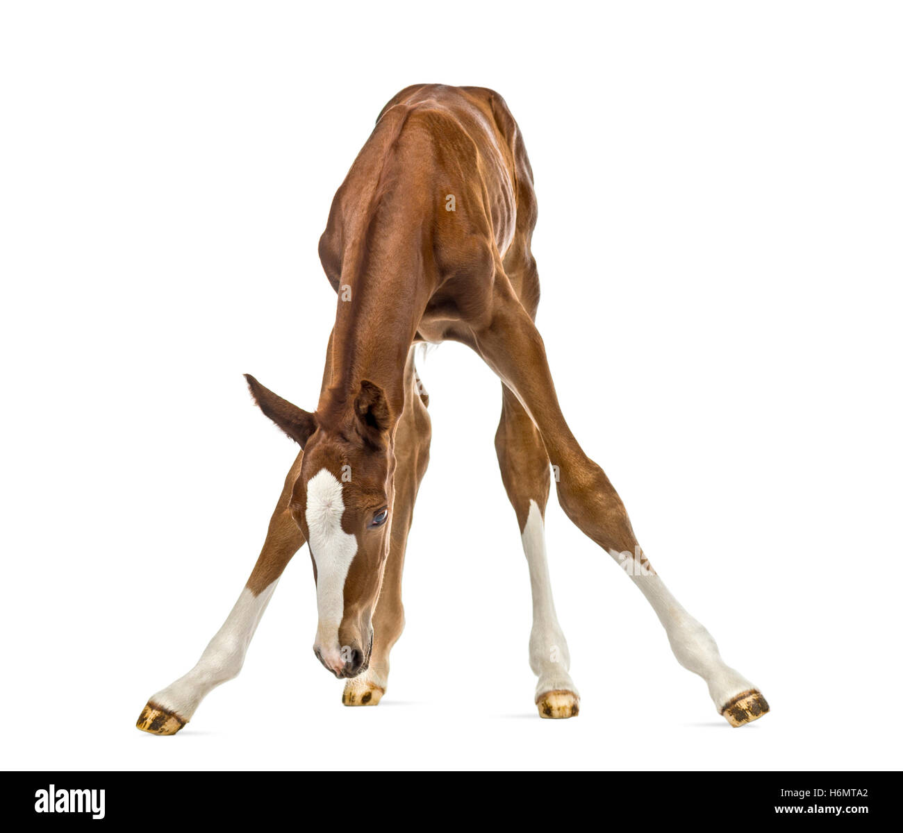 Foal balancing and looking down isolated on white Stock Photo - Alamy