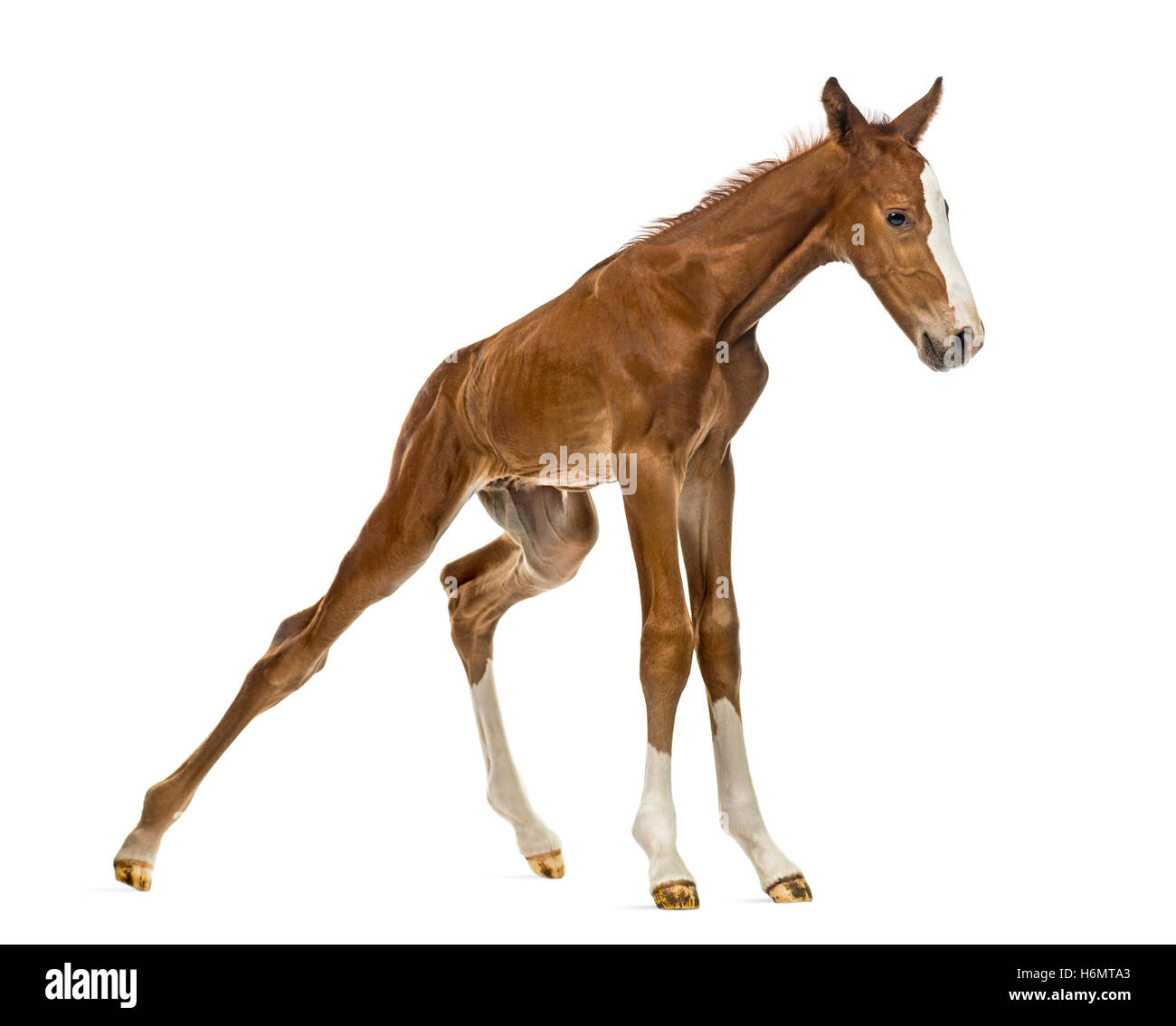 Foal standing up and balancing isolated on white Stock Photo - Alamy
