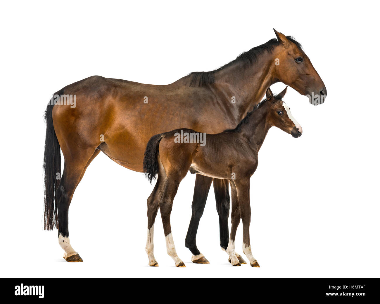 Side view of a mare and her foal isolated on white Stock Photo - Alamy