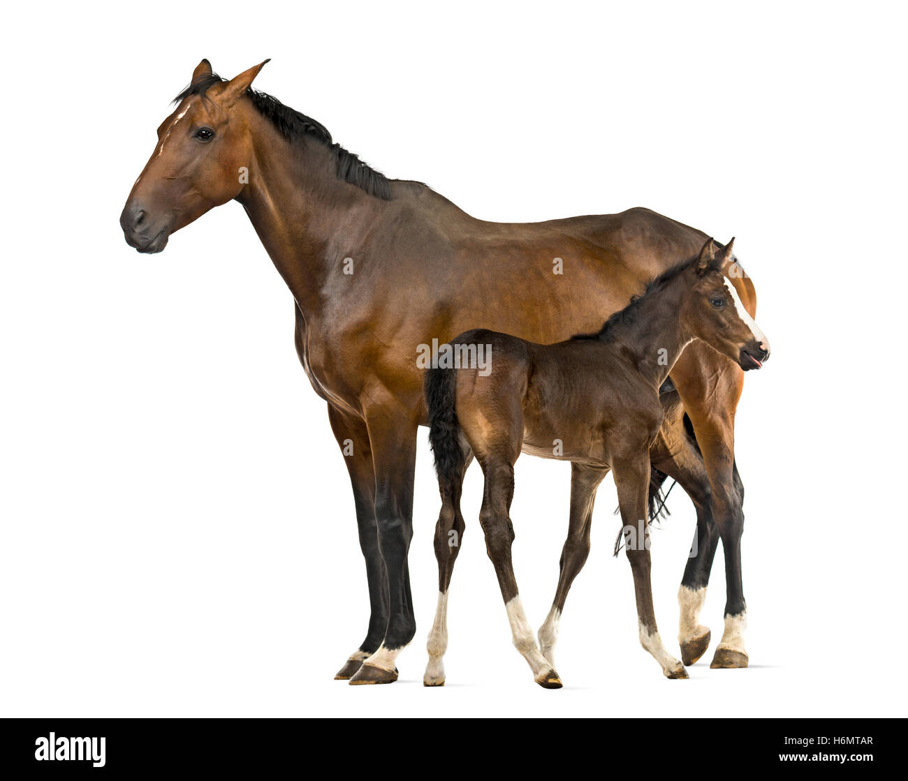 Side view of a mare and her foal isolated on white Stock Photo - Alamy