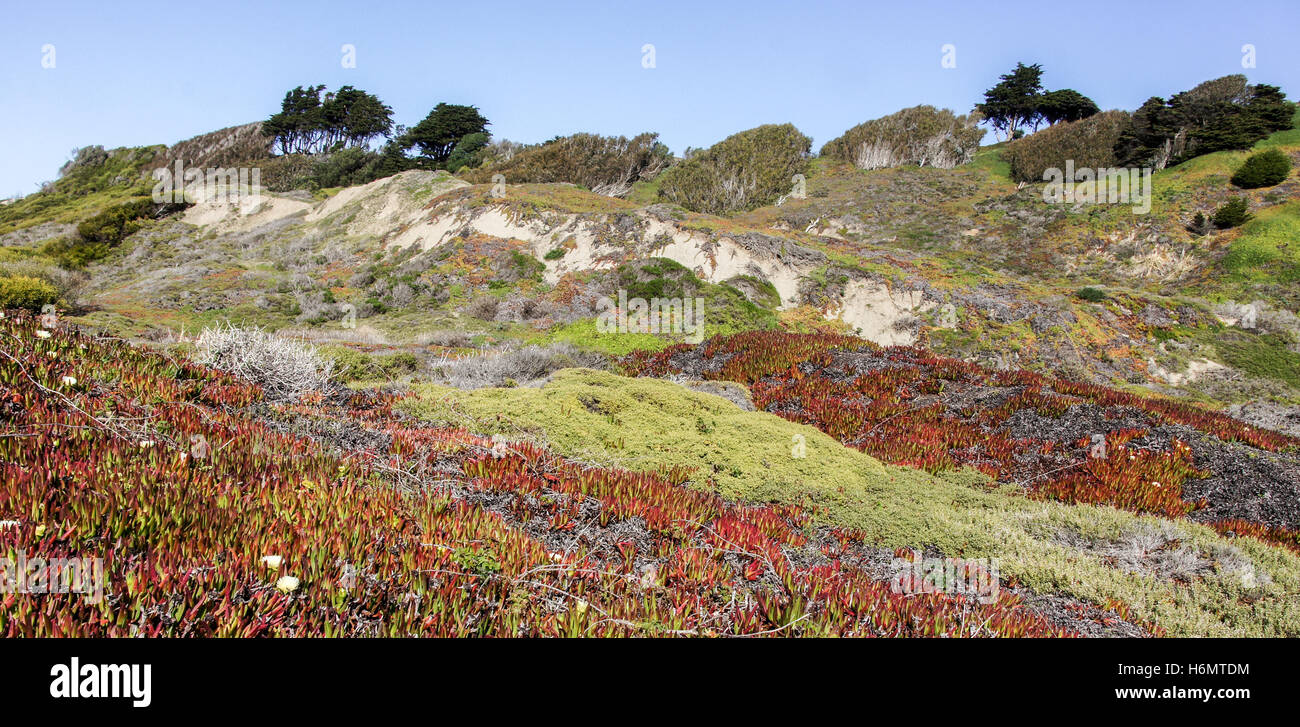 Coastal Views of the Pacific Ocean Bluffs from Fort Funston Stock Photo ...