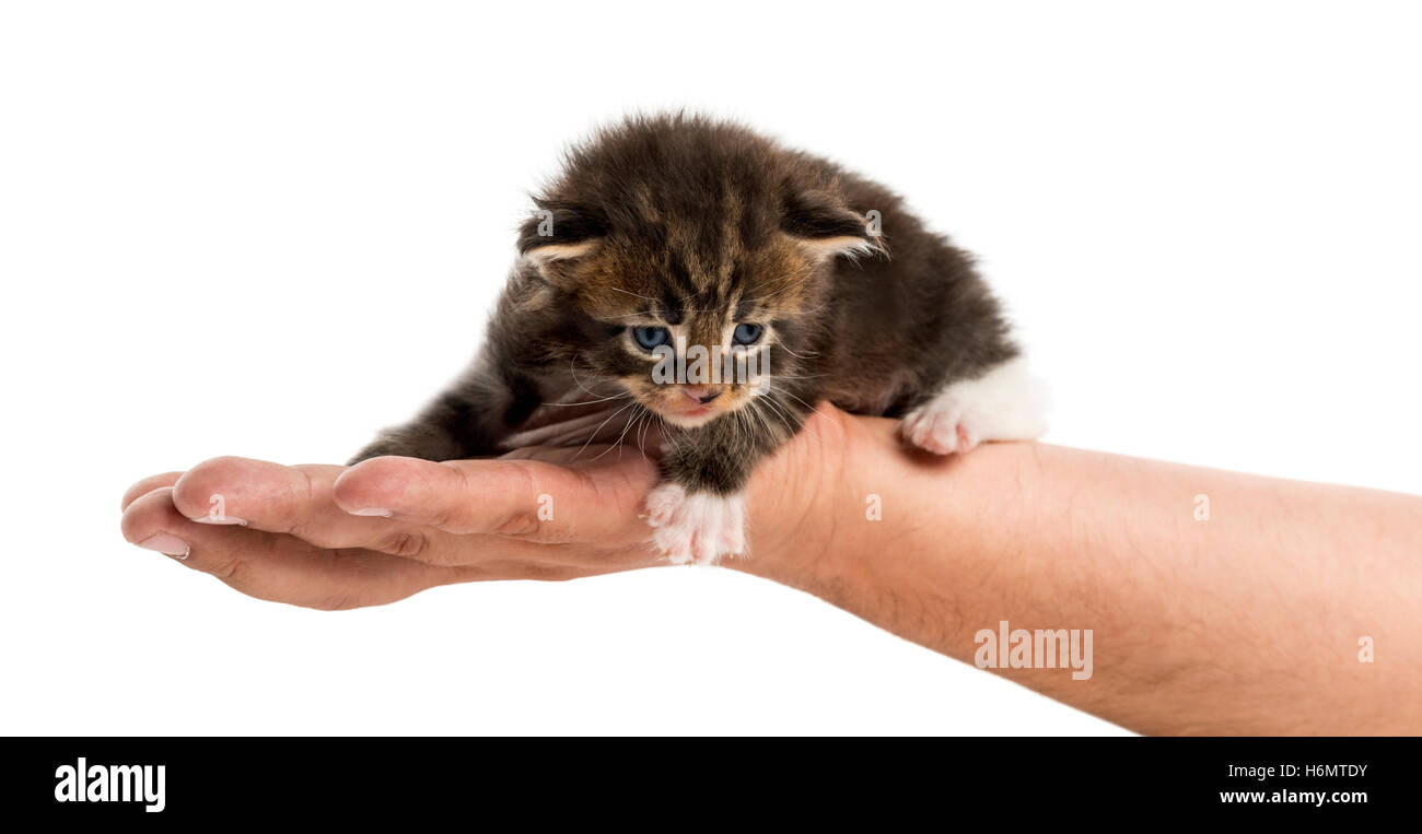 Maine coon kitten in human hand Stock Photo - Alamy