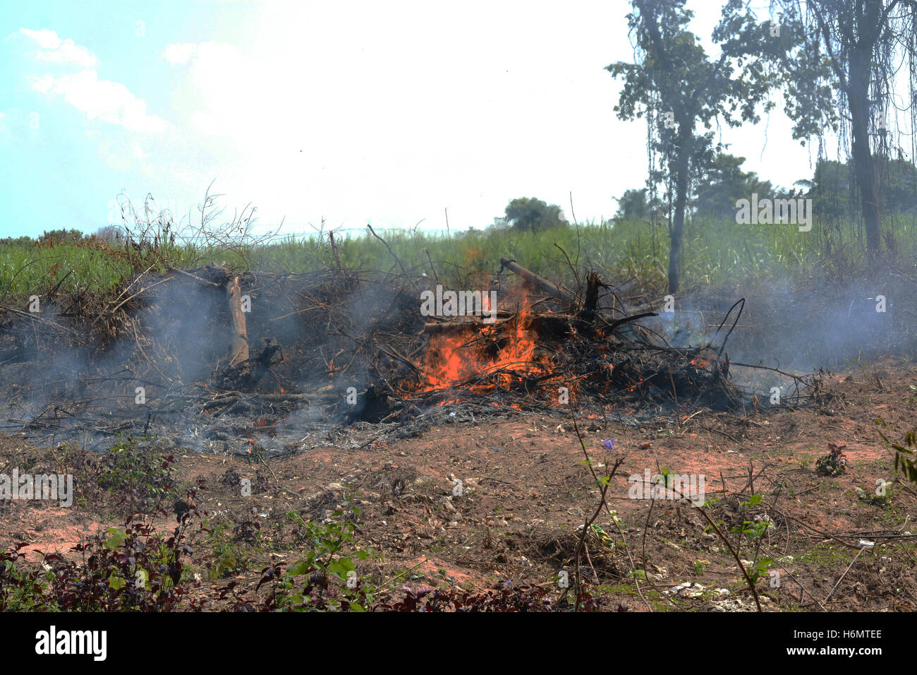 Bonfire in the forest Burning wood Stock Photo - Alamy