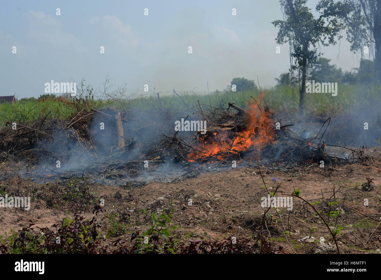 Bonfire in the forest Burning wood Stock Photo - Alamy