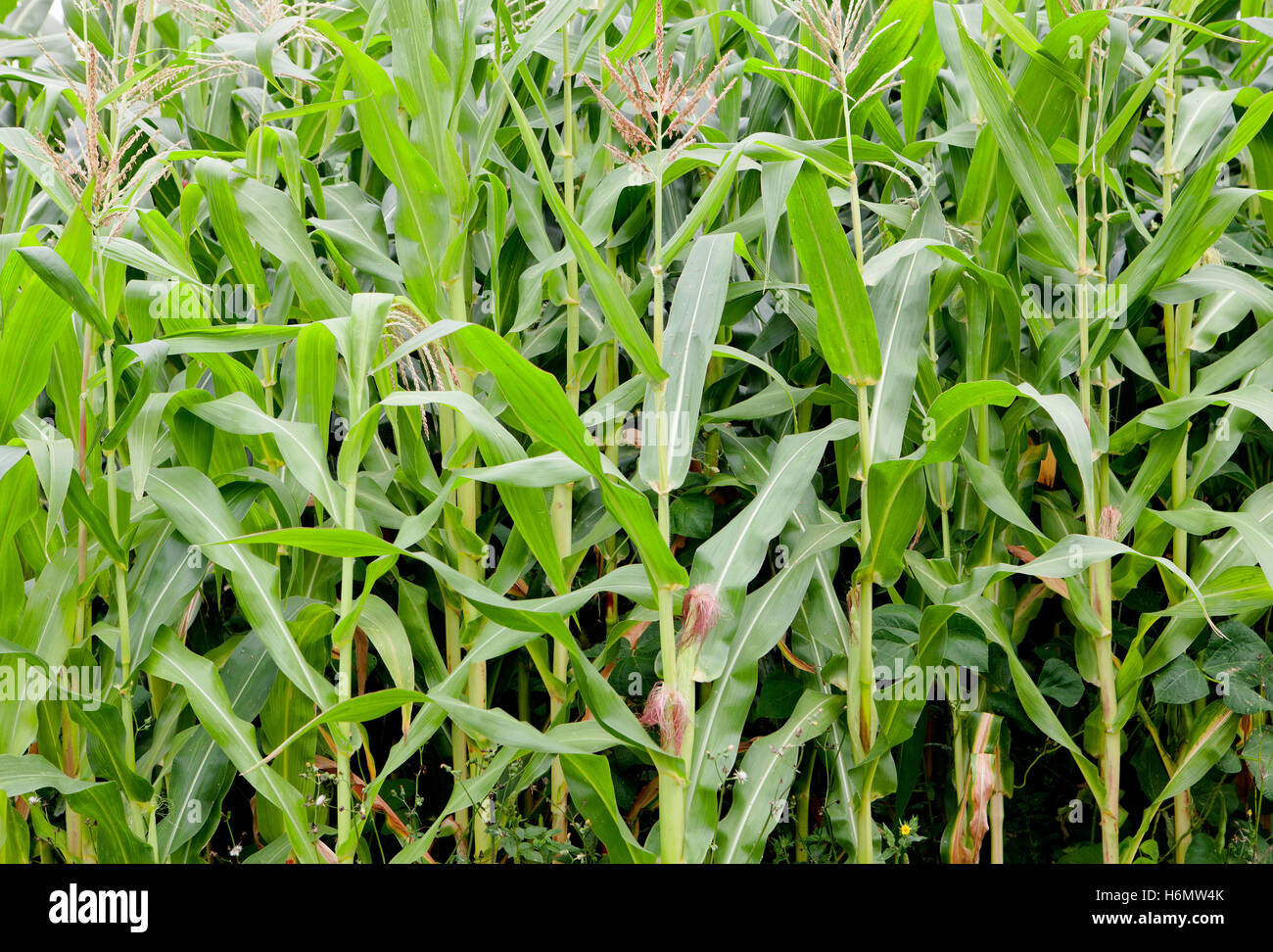 Planting corn with high green plants Stock Photo - Alamy