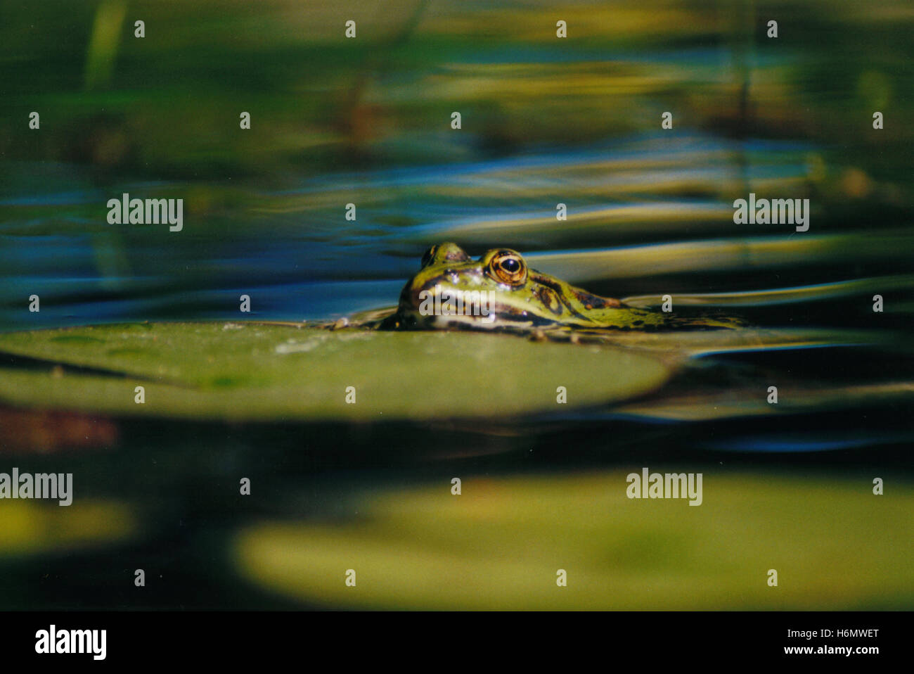 Insects and reptiles hi-res stock photography and images - Alamy