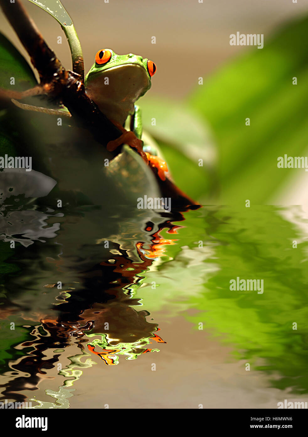 Green reptiles hi-res stock photography and images - Alamy