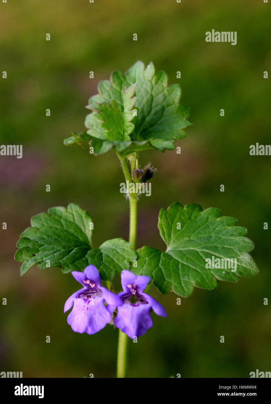 The gundermann glechoma hederacea hi-res stock photography and images ...