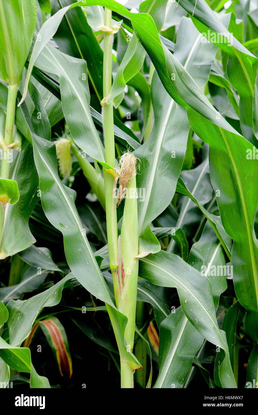 Closeup photo of a organic corn plant Stock Photo - Alamy