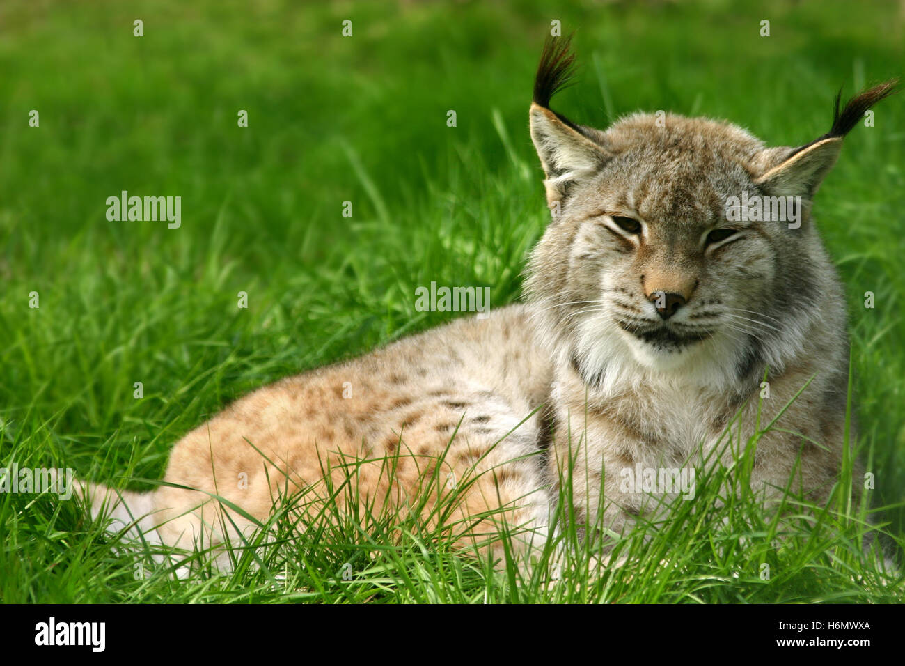 Wait green hi-res stock photography and images - Alamy