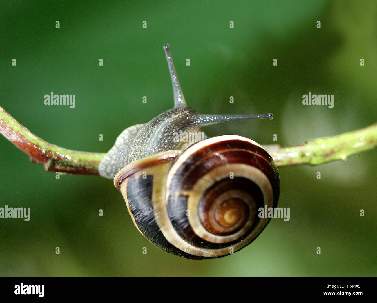 Hermaphrodite animals hi-res stock photography and images - Alamy
