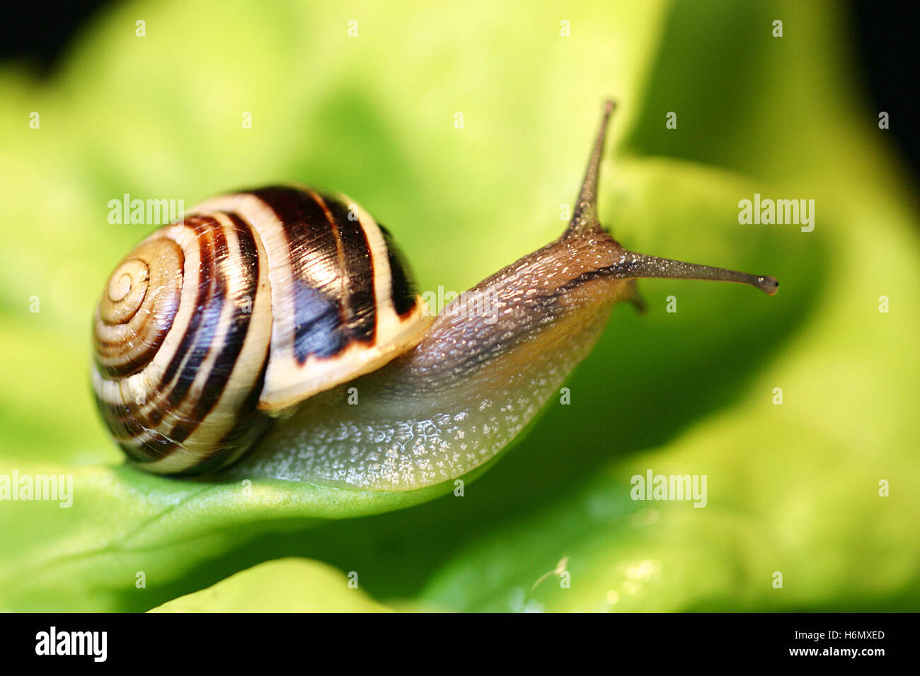 Slug with house hi-res stock photography and images - Alamy