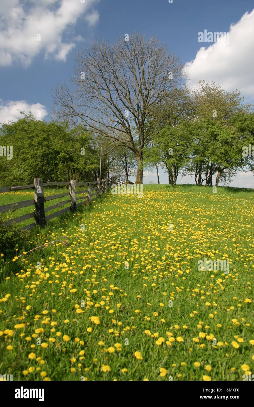 Tree trees bushes spring hi-res stock photography and images - Alamy