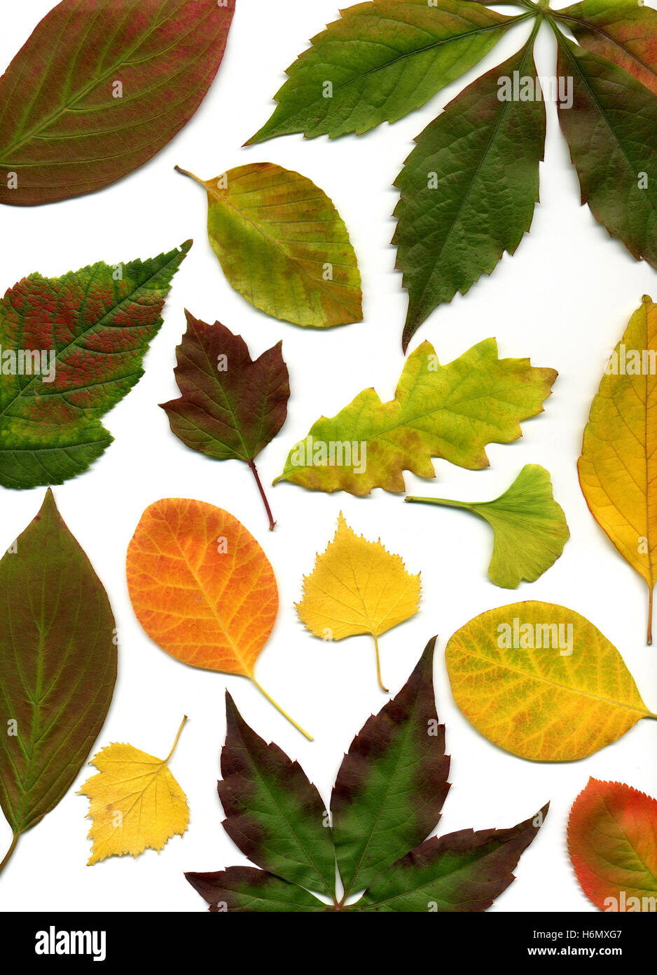 autumn leaves 4 Stock Photo - Alamy