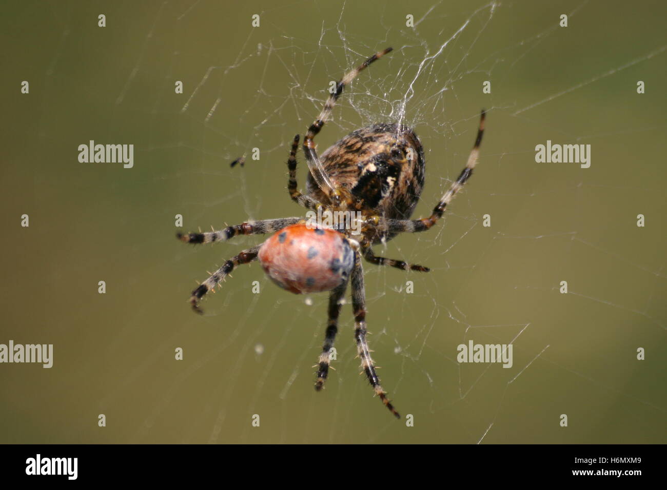 insects spiders Stock Photo - Alamy