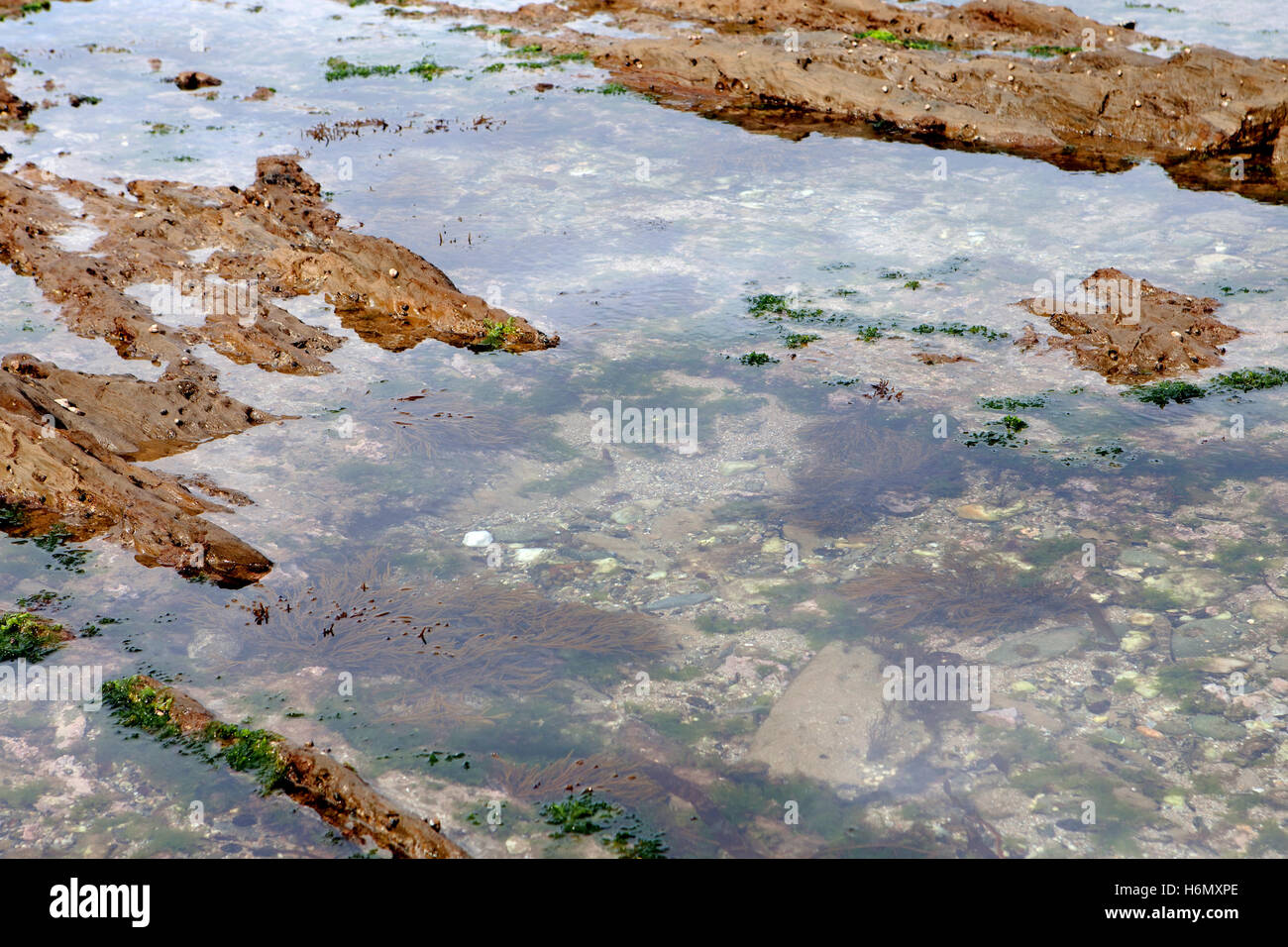 Puddle on rocky beach ocean hi-res stock photography and images - Alamy