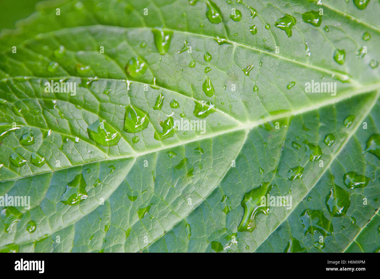 Single raindrop green leaf hi-res stock photography and images - Alamy