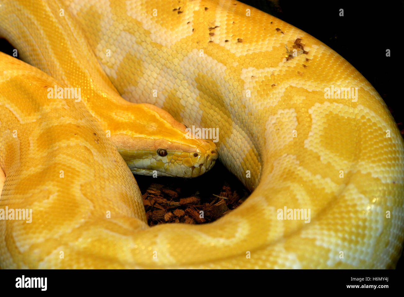 Albino tigerphyton hi-res stock photography and images - Alamy