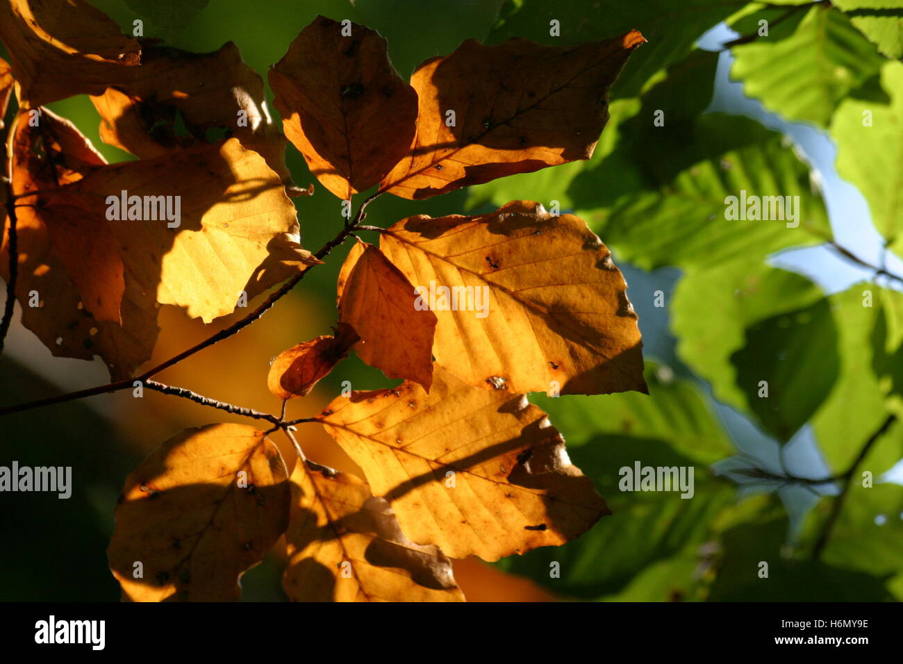 Serene transformation hi-res stock photography and images - Alamy