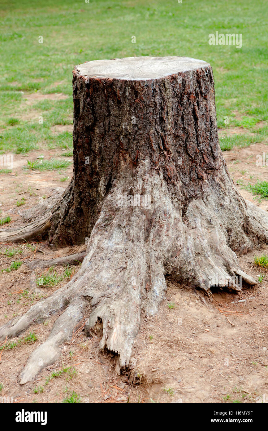 Tree roots section broken hi-res stock photography and images - Alamy