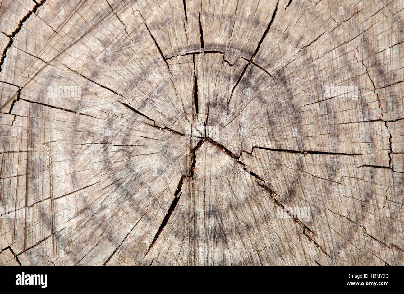 Cracked trunk of an old tree cut Stock Photo - Alamy