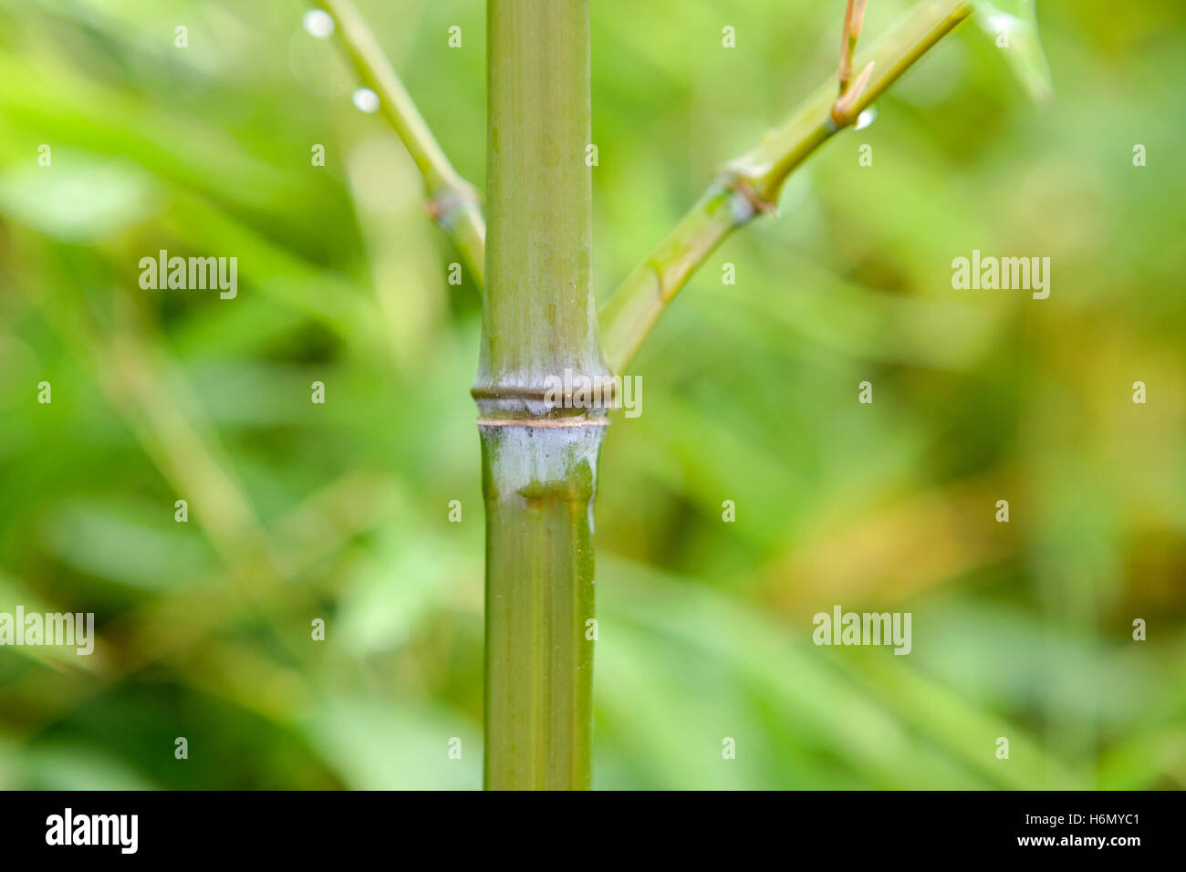 Beautiful photo of a plant stem outdoor Stock Photo - Alamy
