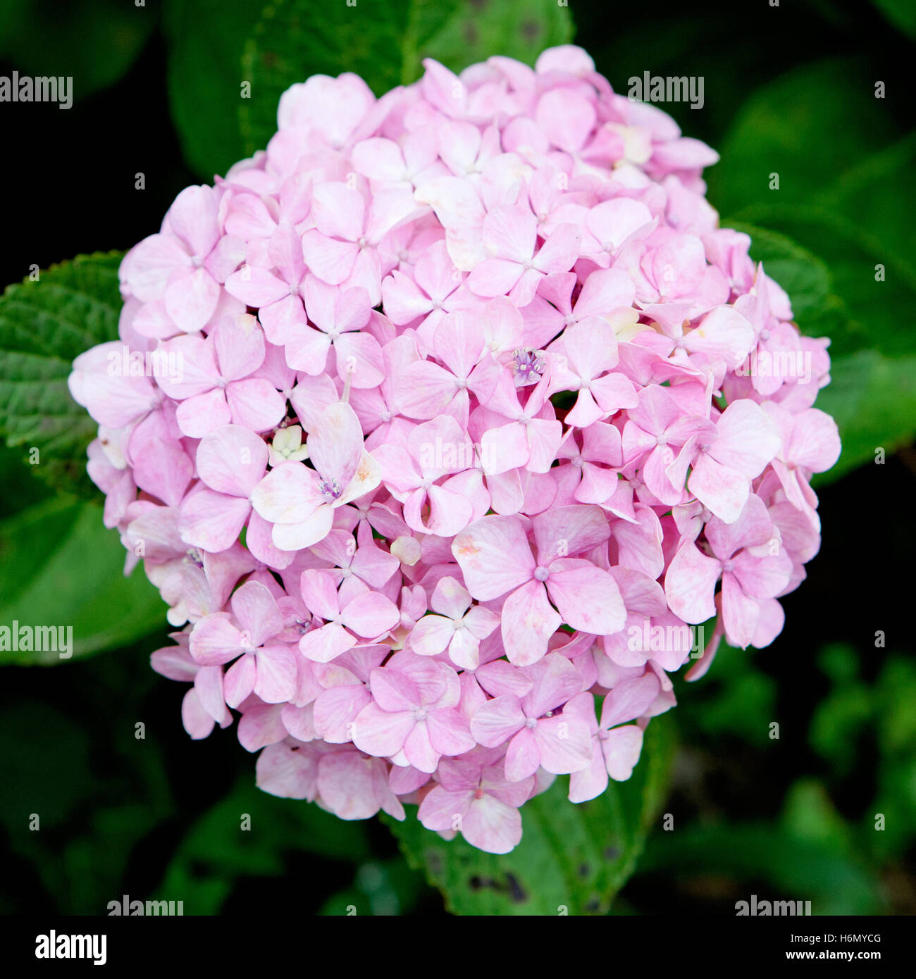 Beautiful hydrangea plant with pink flowers Stock Photo - Alamy