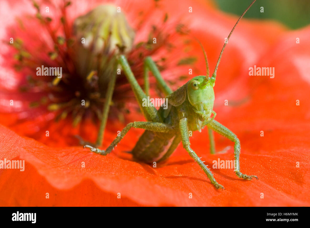 Jumping insects hi-res stock photography and images - Alamy