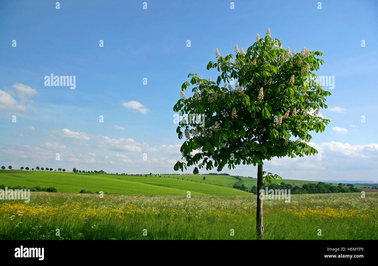 Flourishing landscapes hi-res stock photography and images - Alamy