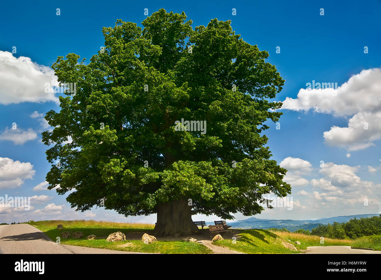 Tree deciduous tree hi-res stock photography and images - Alamy
