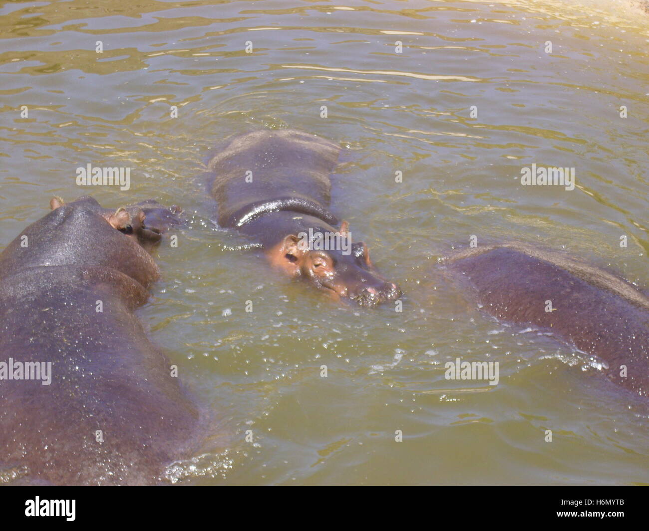 Hippos back hi-res stock photography and images - Alamy