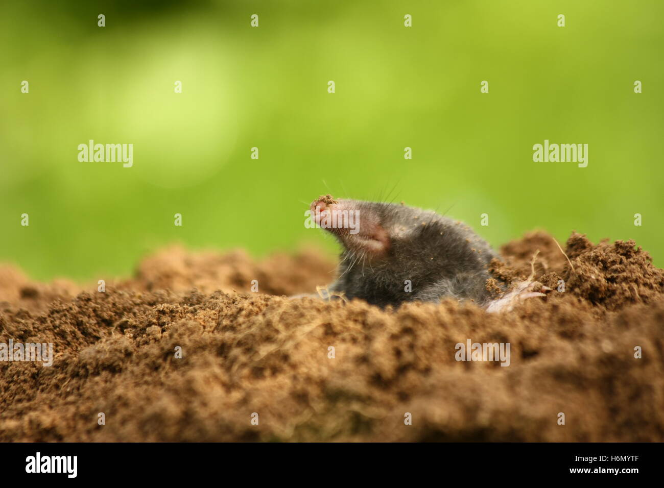 Insectivorous mammals hi-res stock photography and images - Alamy
